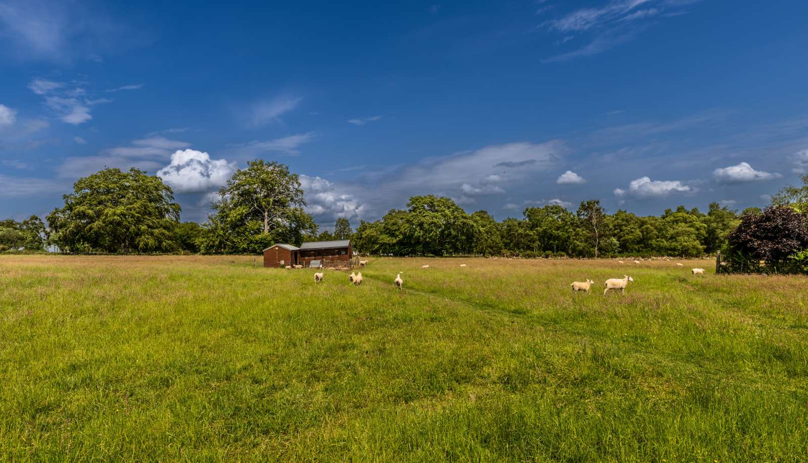 Treehouse Flooring Midmar | Floor Roma