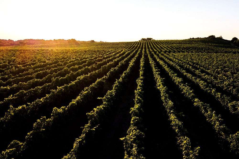 Farms for sale in South of France, France | Savills